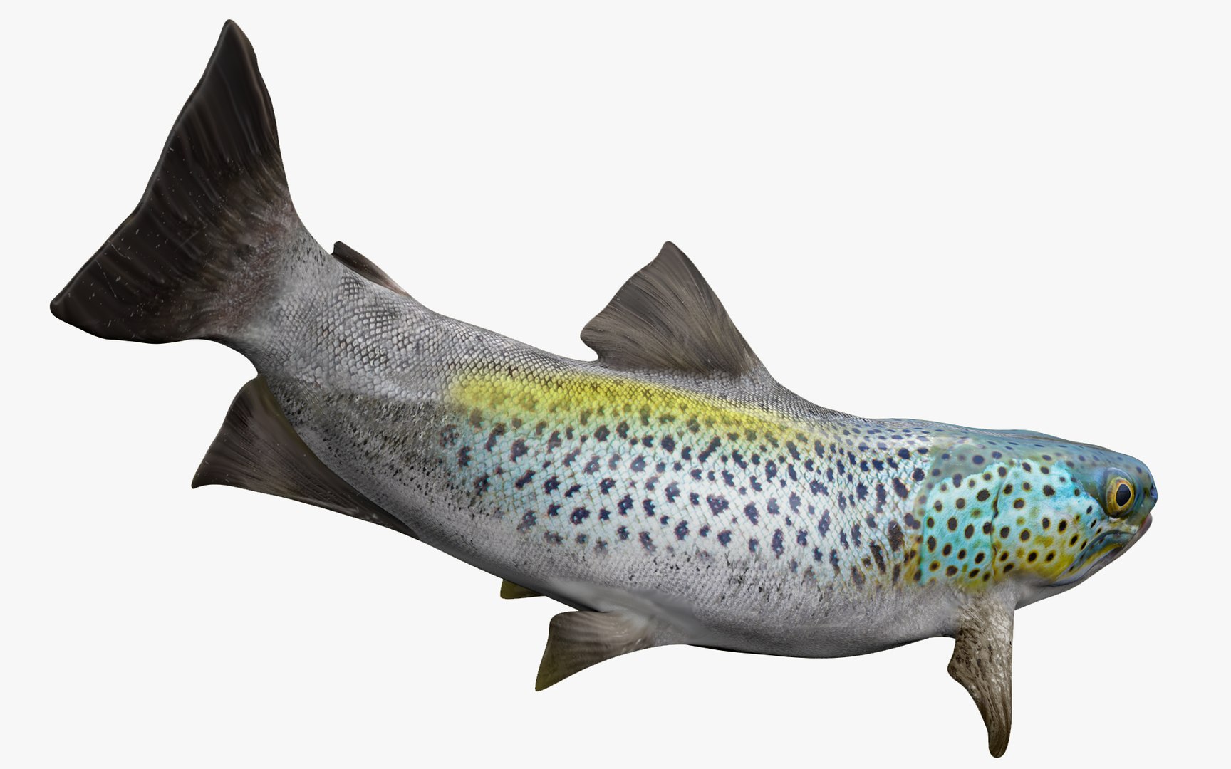 3D Model TROUT L1444 - TurboSquid 2066981