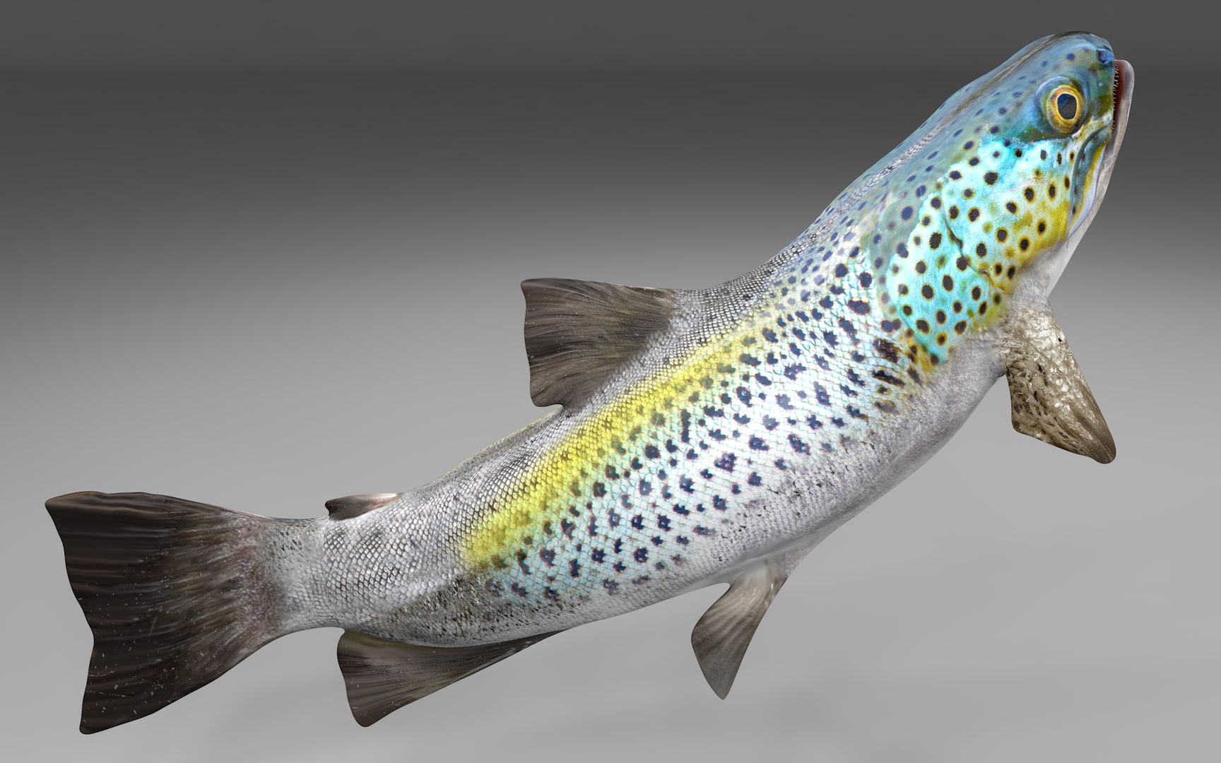 3D Model TROUT L1444 - TurboSquid 2066981