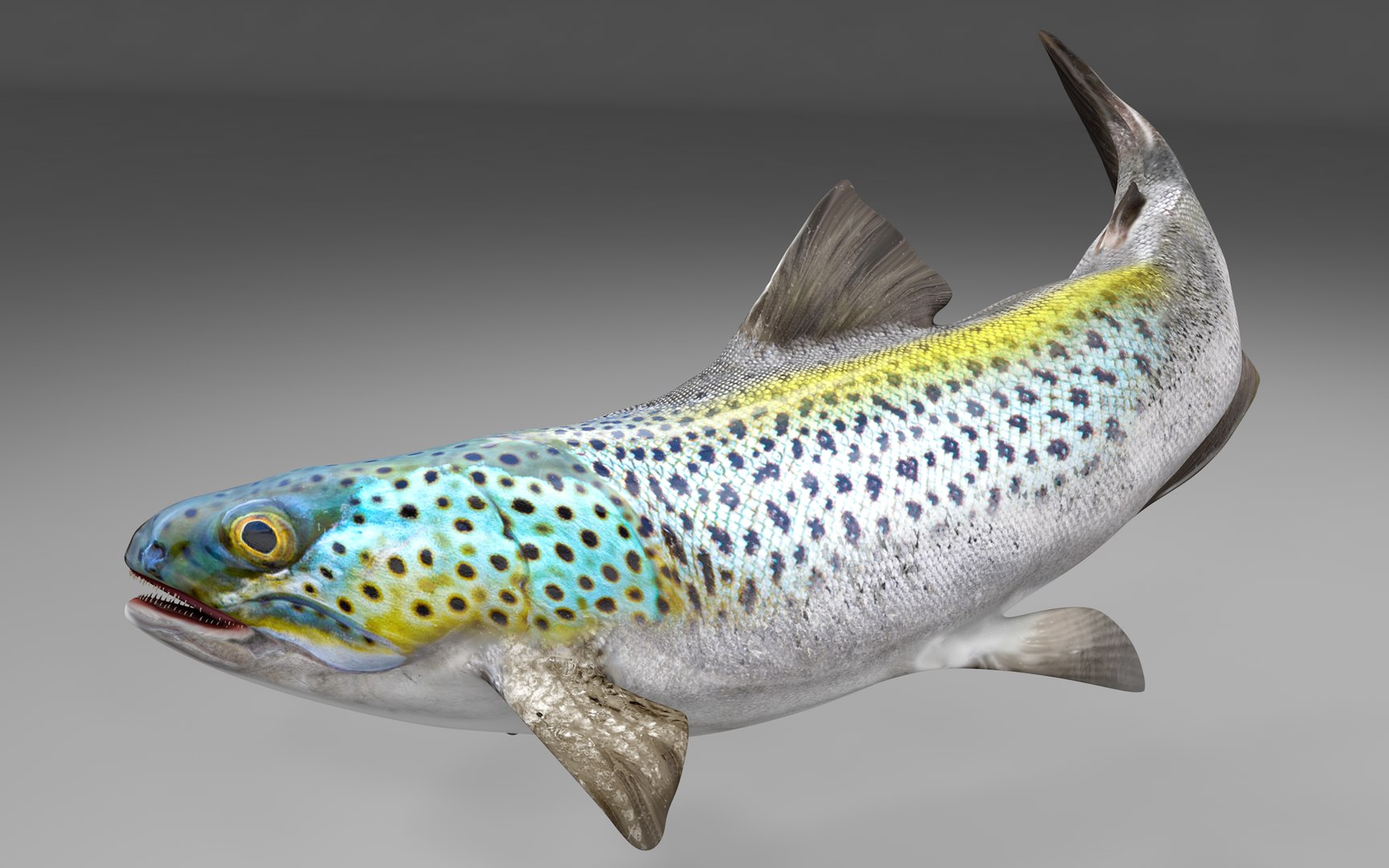 3D Model TROUT L1444 - TurboSquid 2066981