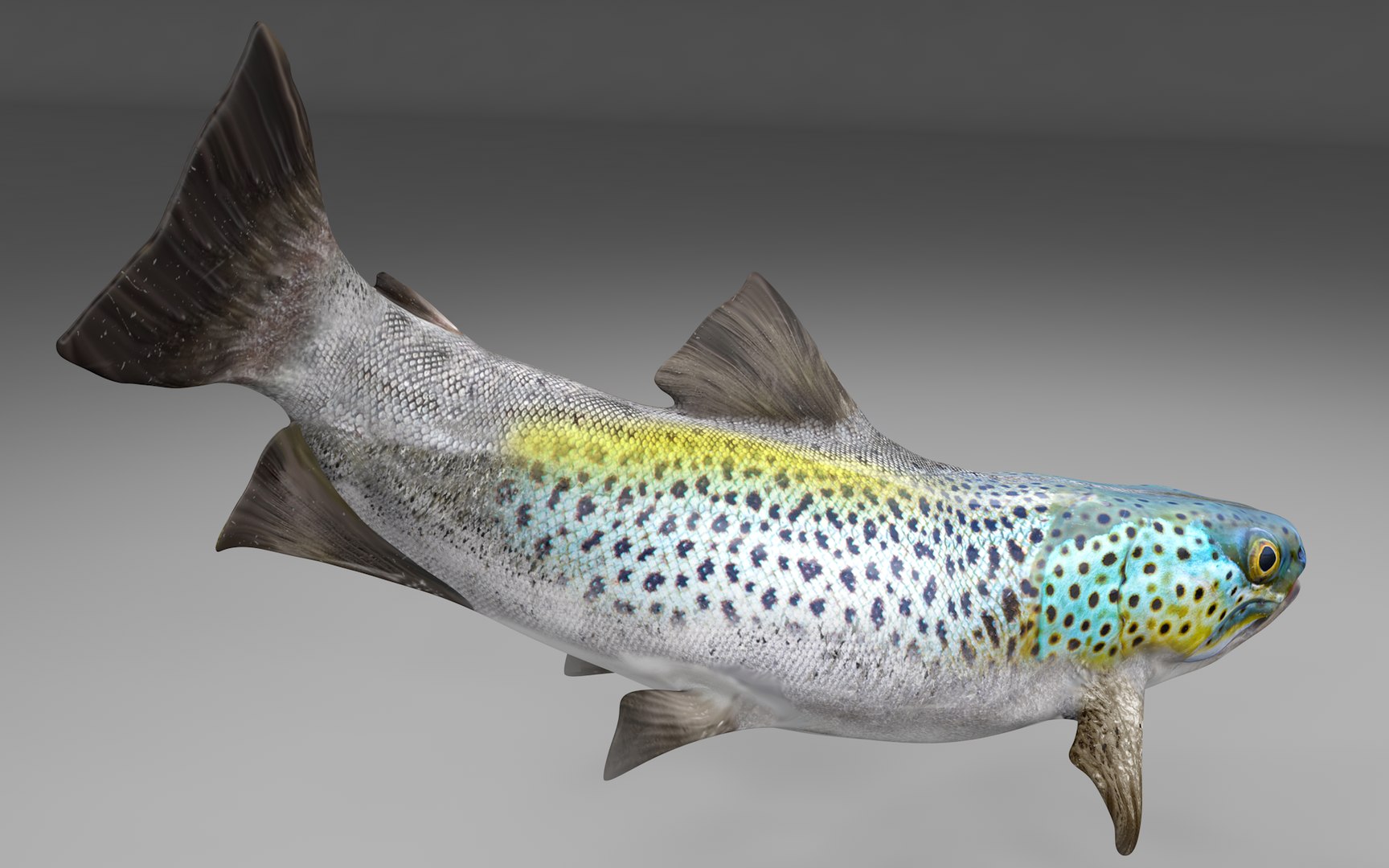 3D Model TROUT L1444 - TurboSquid 2066981