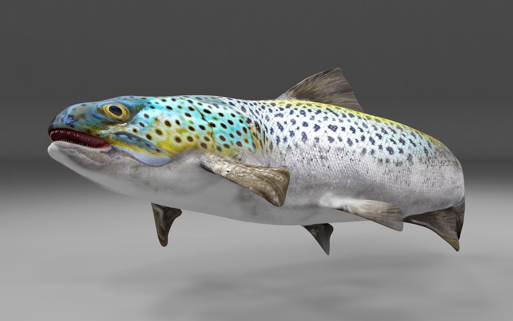 3D model TROUT L1444 - TurboSquid 2066981