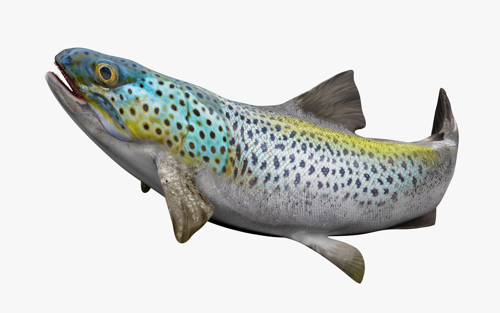3D Model TROUT L1444 - TurboSquid 2066981