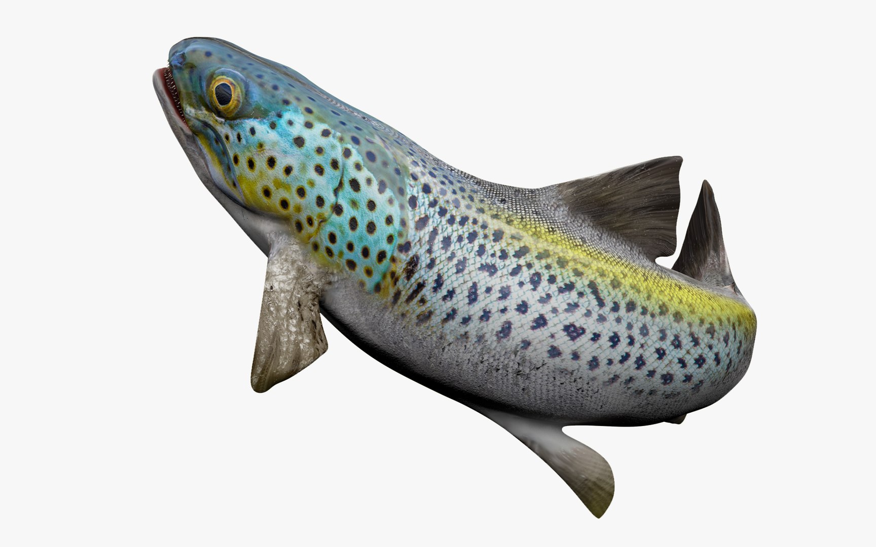 3D Model TROUT L1444 - TurboSquid 2066981