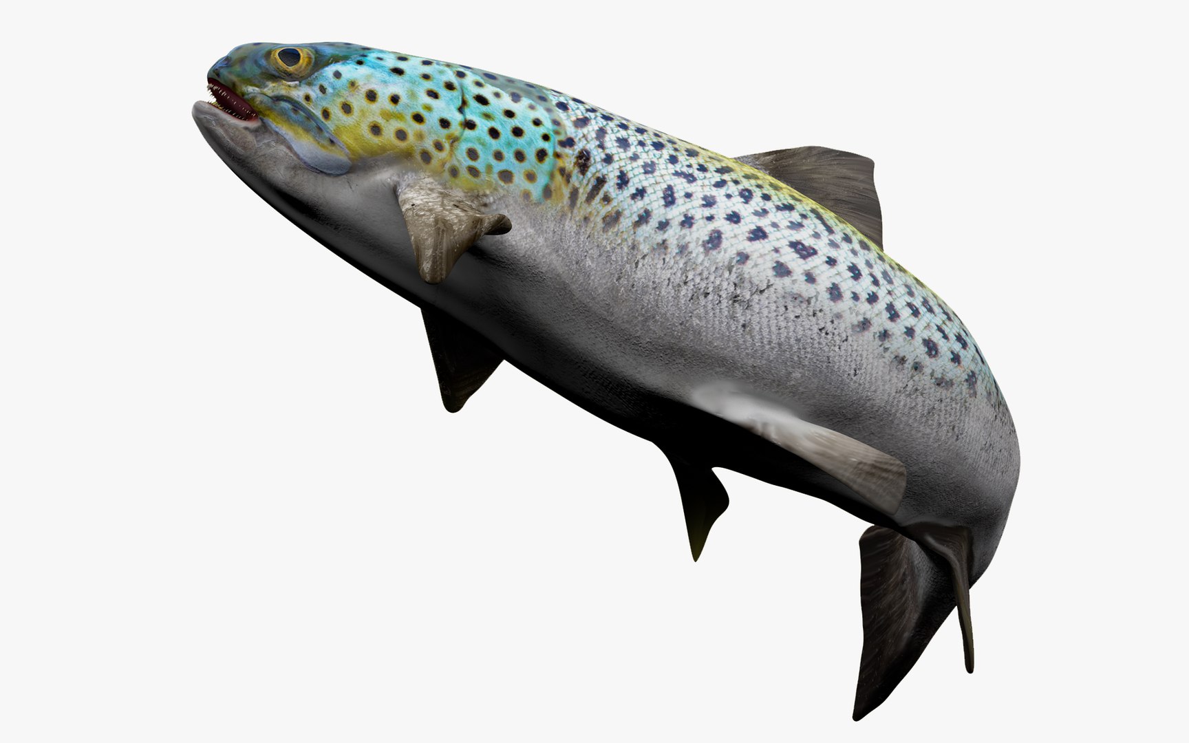 3D Model TROUT L1444 - TurboSquid 2066981