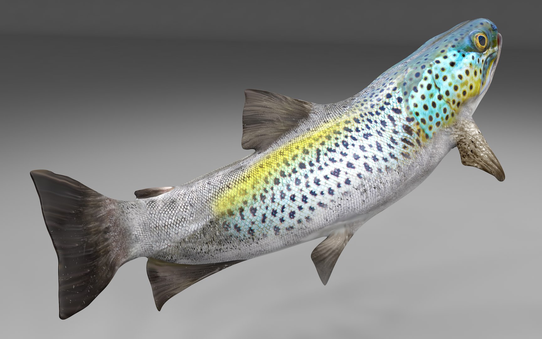 3D Model TROUT L1444 - TurboSquid 2066981