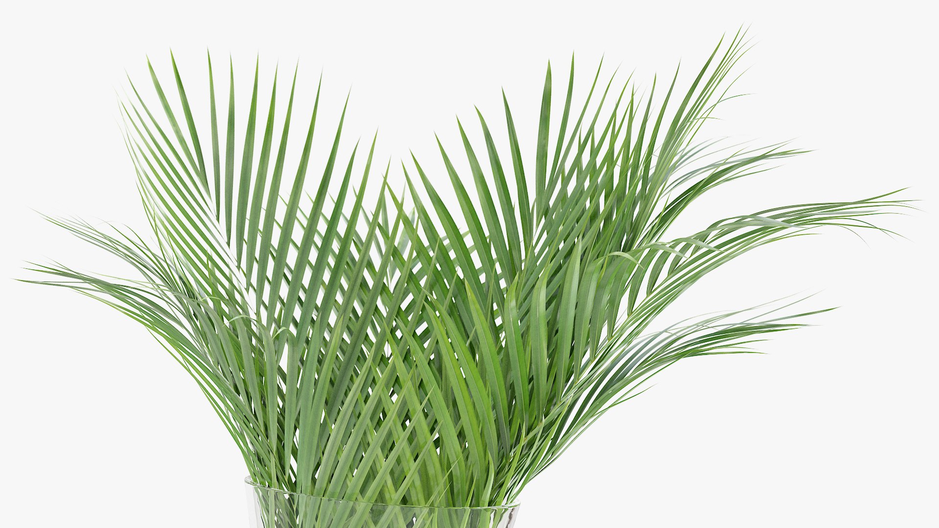 3D Model Palm Leaves - TurboSquid 1538561