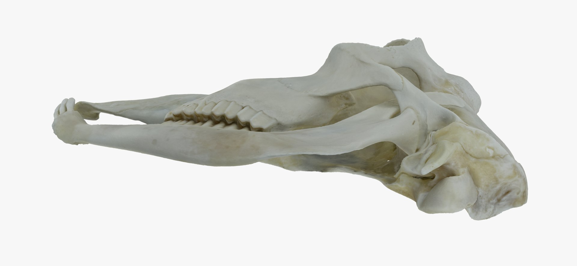 3D Model Domestic Goat Skull Half Cut 01 RAW Scan - TurboSquid 2143314