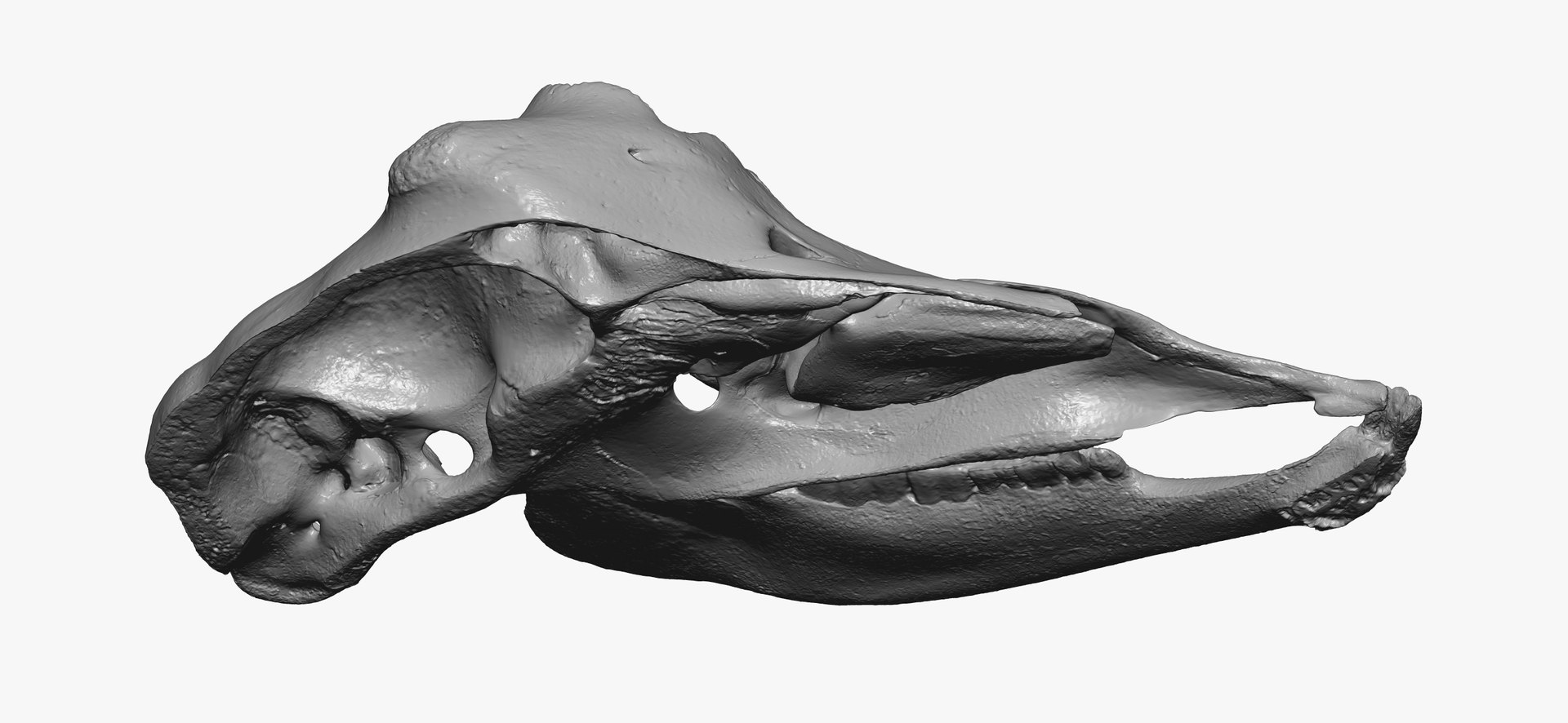 3D Model Domestic Goat Skull Half Cut 01 RAW Scan - TurboSquid 2143314
