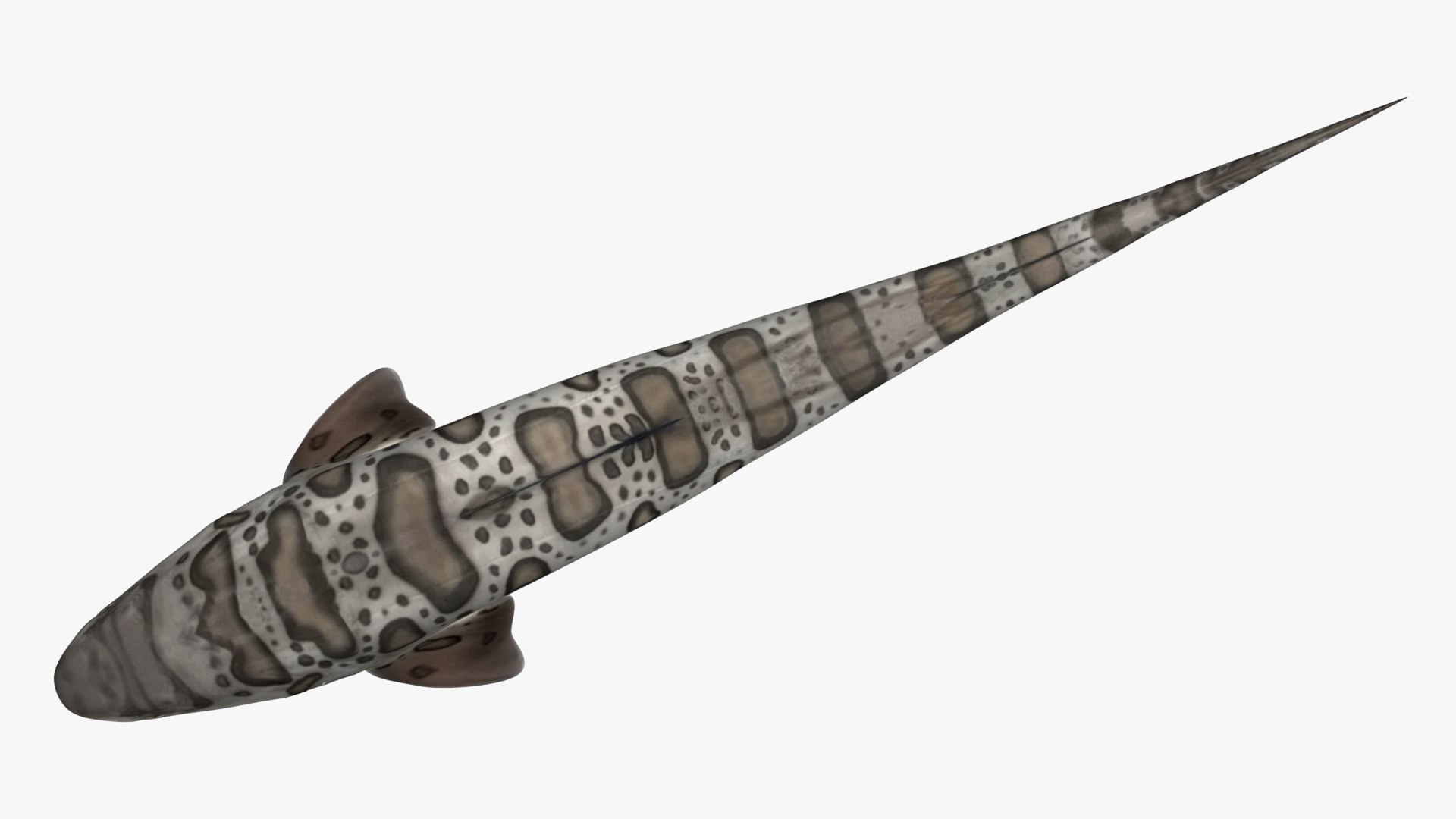 Leopard Shark 3D Model - TurboSquid 1760785
