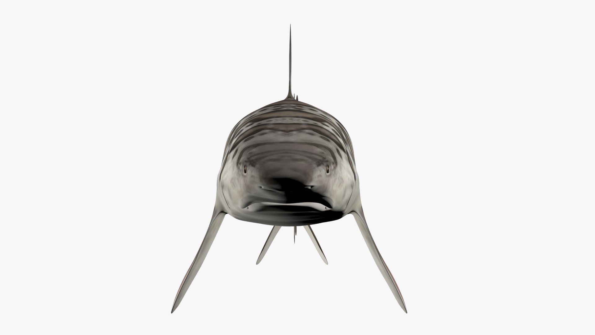 Leopard Shark 3D Model - TurboSquid 1760785