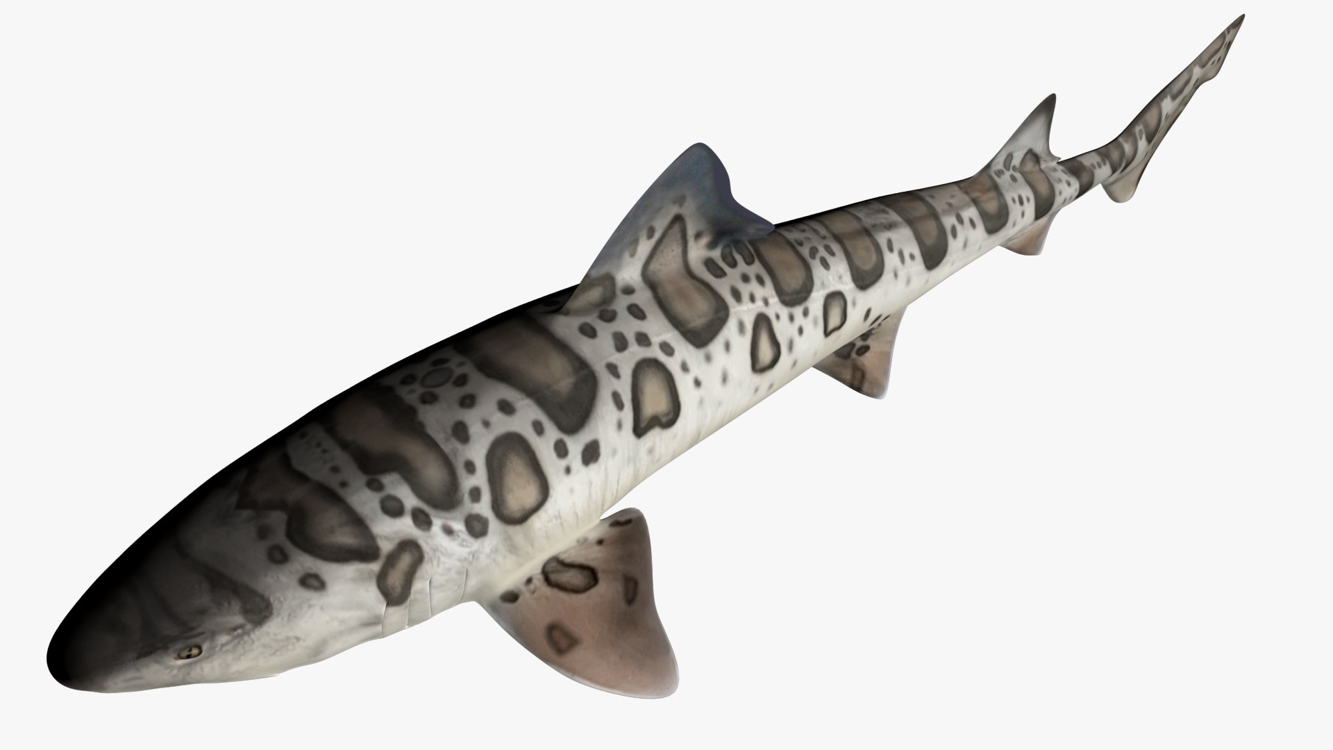 Leopard Shark 3D Model - TurboSquid 1760785