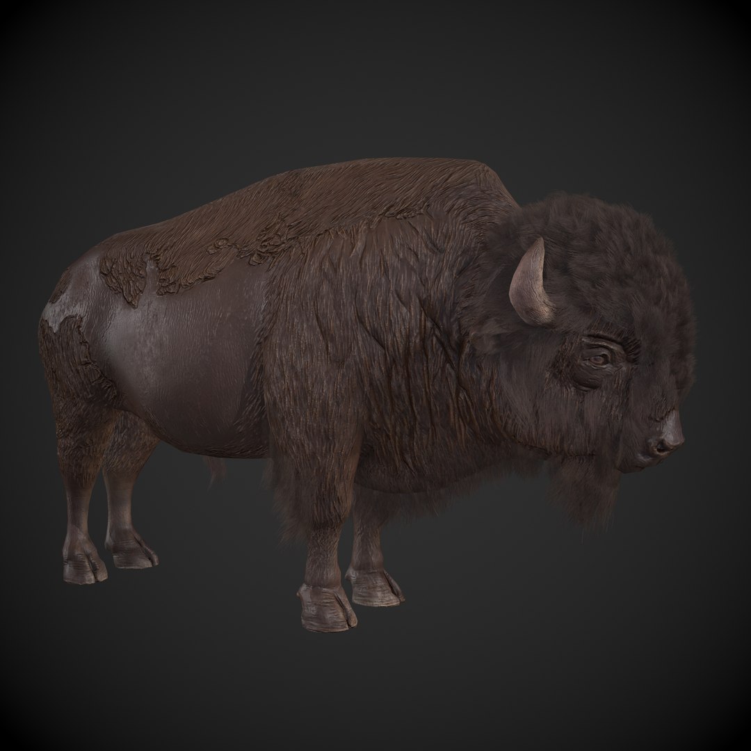 Bison 3D Model - TurboSquid 1966889