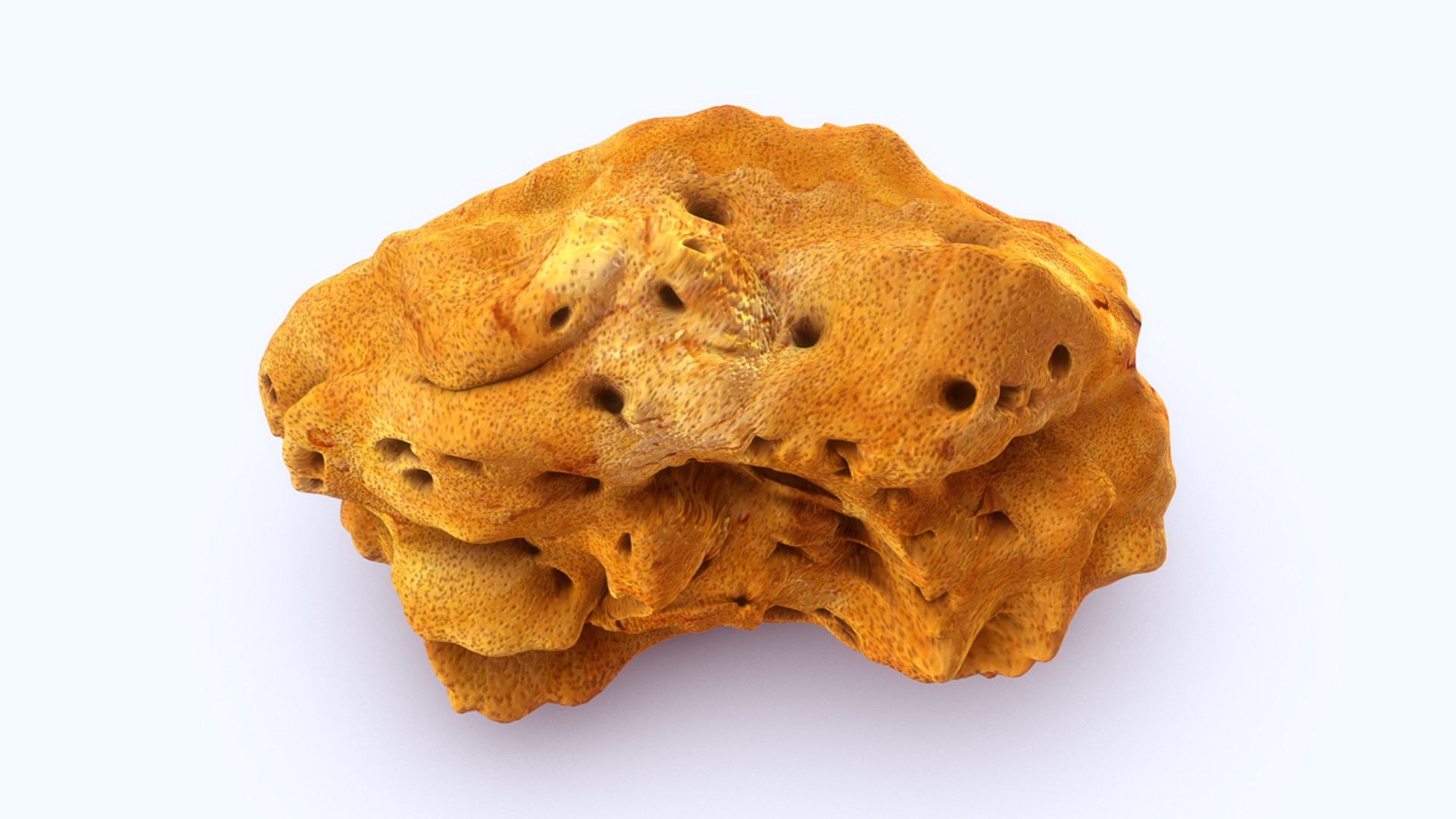 Spongia Sponges Tools 3d Obj