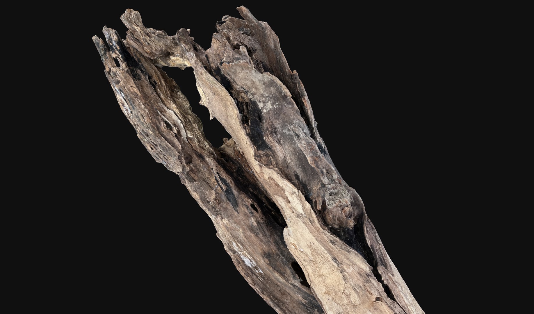 Dead Old Tree Of The Real World 3d Scan 3D - TurboSquid 2226587