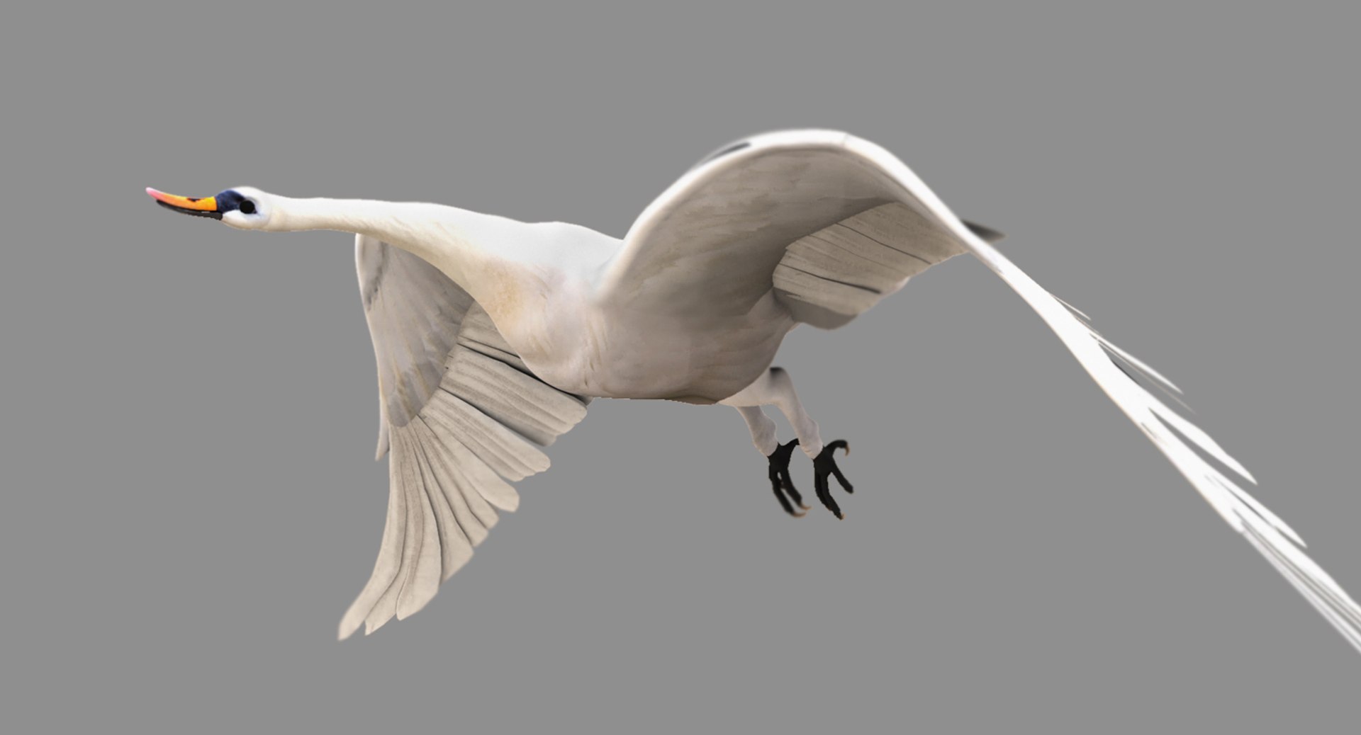 Swan Rigged Flying Animation 3D Model - TurboSquid 1481666