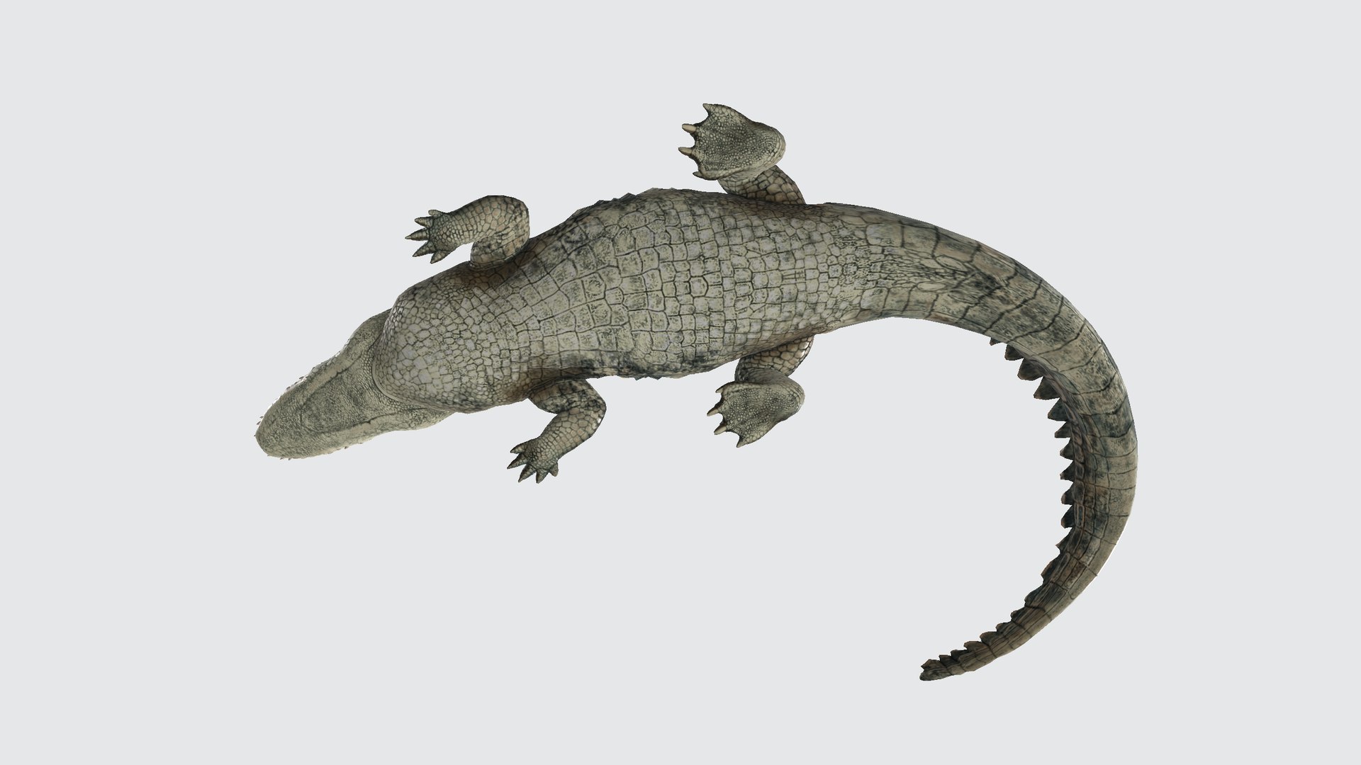 3D Alligator - TurboSquid 2300762