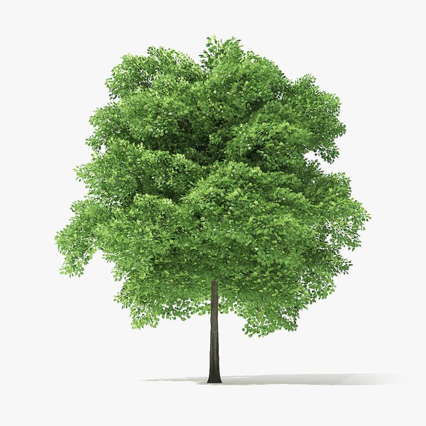 Norway maple tree 3D model - TurboSquid 1478125