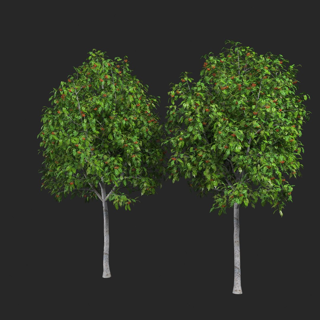 Rowan 7m Sorbus Aucuparia Model - TurboSquid 1879504