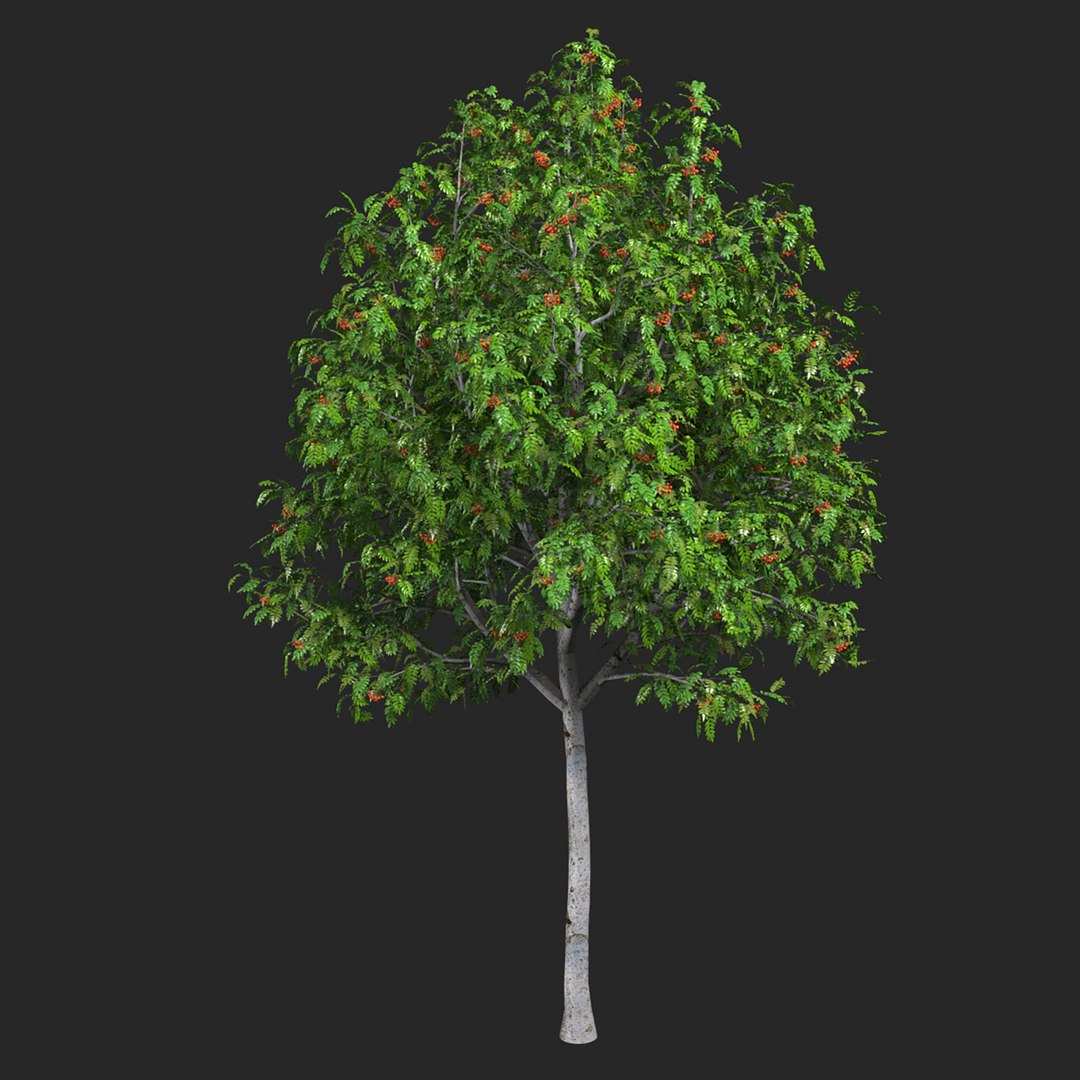 Rowan 7m Sorbus Aucuparia Model - TurboSquid 1879504