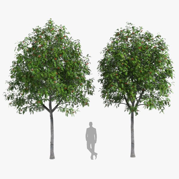 modelo 3d Serbal 7m sorbus aucuparia - TurboSquid 1879504