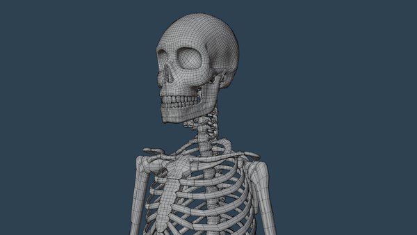 modelo 3d Esqueleto humano Esqueleto humano - TurboSquid 1805973