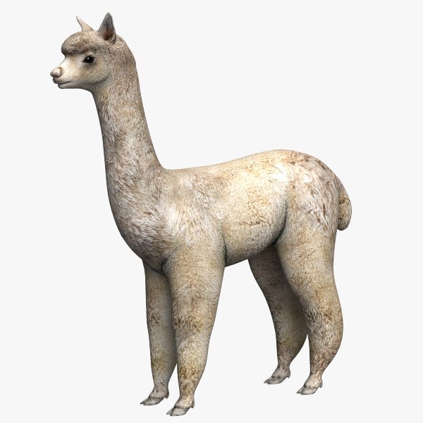 Alpaca 3D Models for Download | TurboSquid