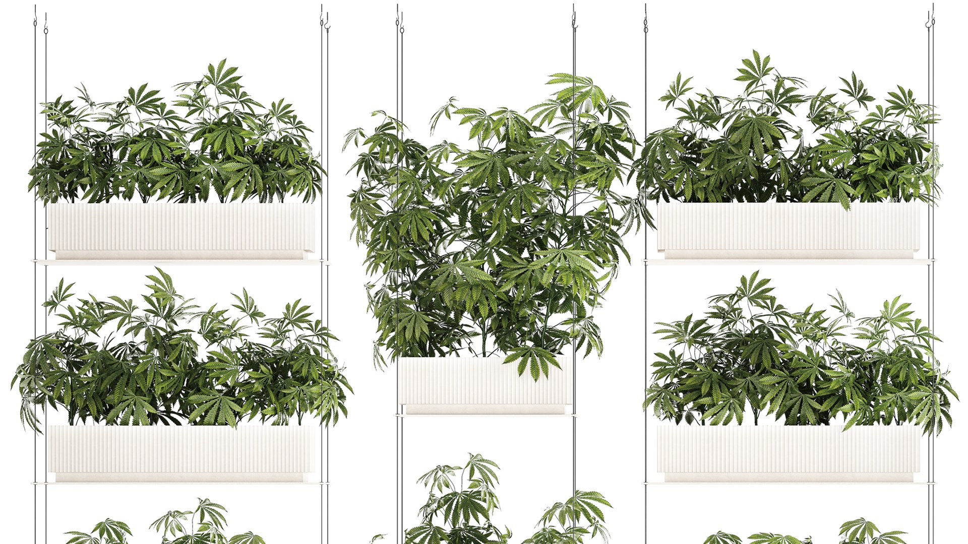 3D Model Garden Plantation Bushes Hemp Marijuana Cannabis 1428 ...