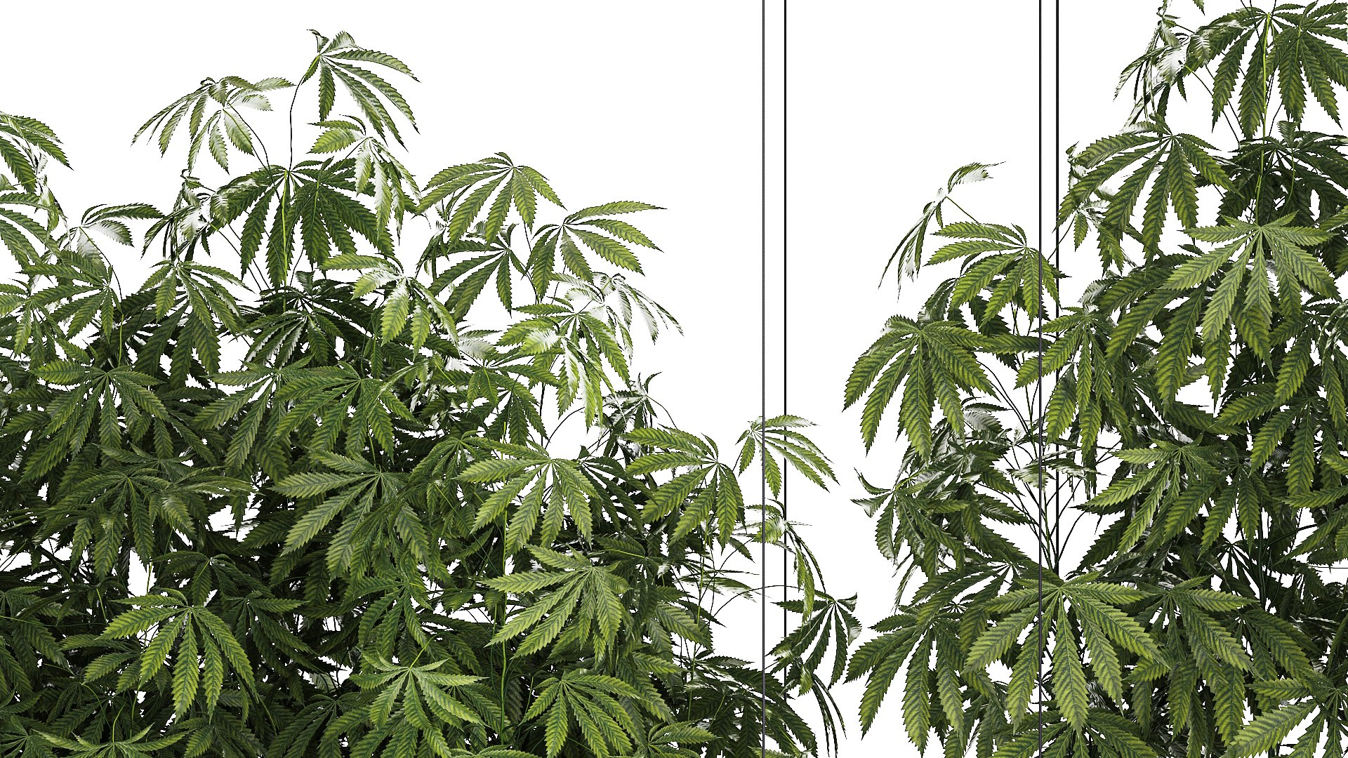3D Model Garden Plantation Bushes Hemp Marijuana Cannabis 1428 ...