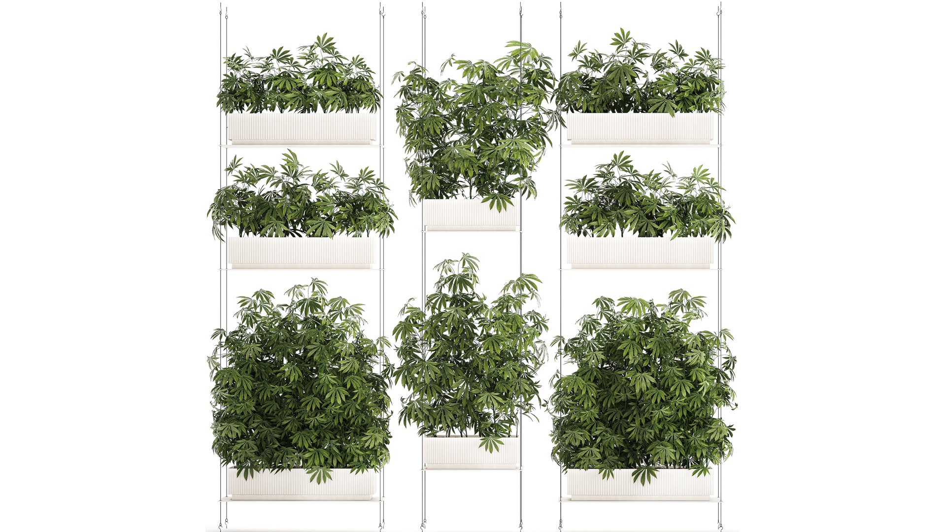 3D Model Garden Plantation Bushes Hemp Marijuana Cannabis 1428 ...