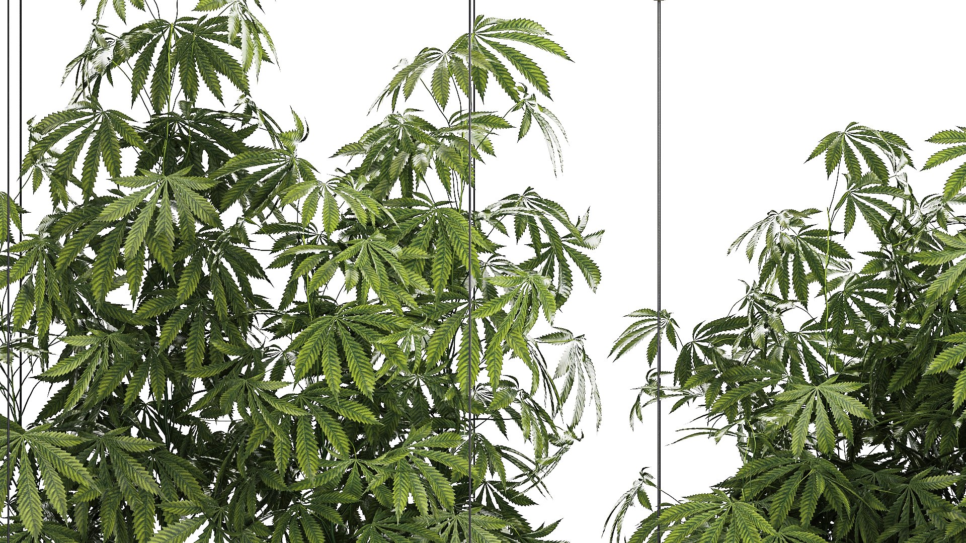 3D Model Garden Plantation Bushes Hemp Marijuana Cannabis 1428 ...