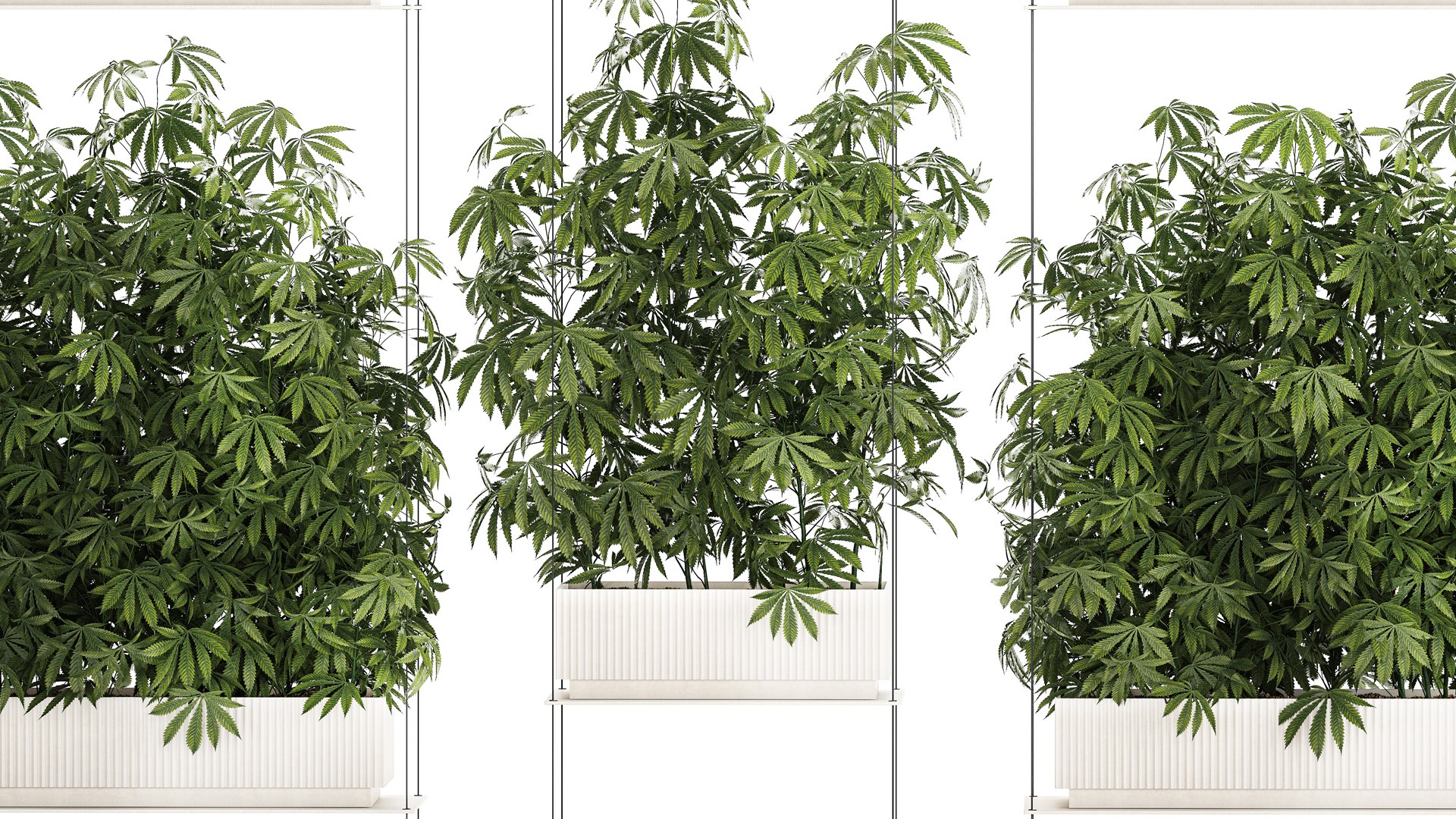 3D Model Garden Plantation Bushes Hemp Marijuana Cannabis 1428 ...