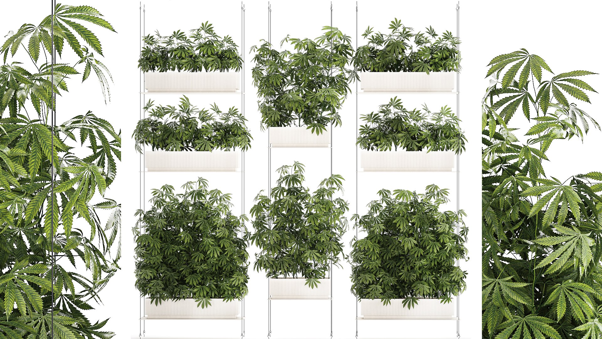 3D Model Garden Plantation Bushes Hemp Marijuana Cannabis 1428 ...
