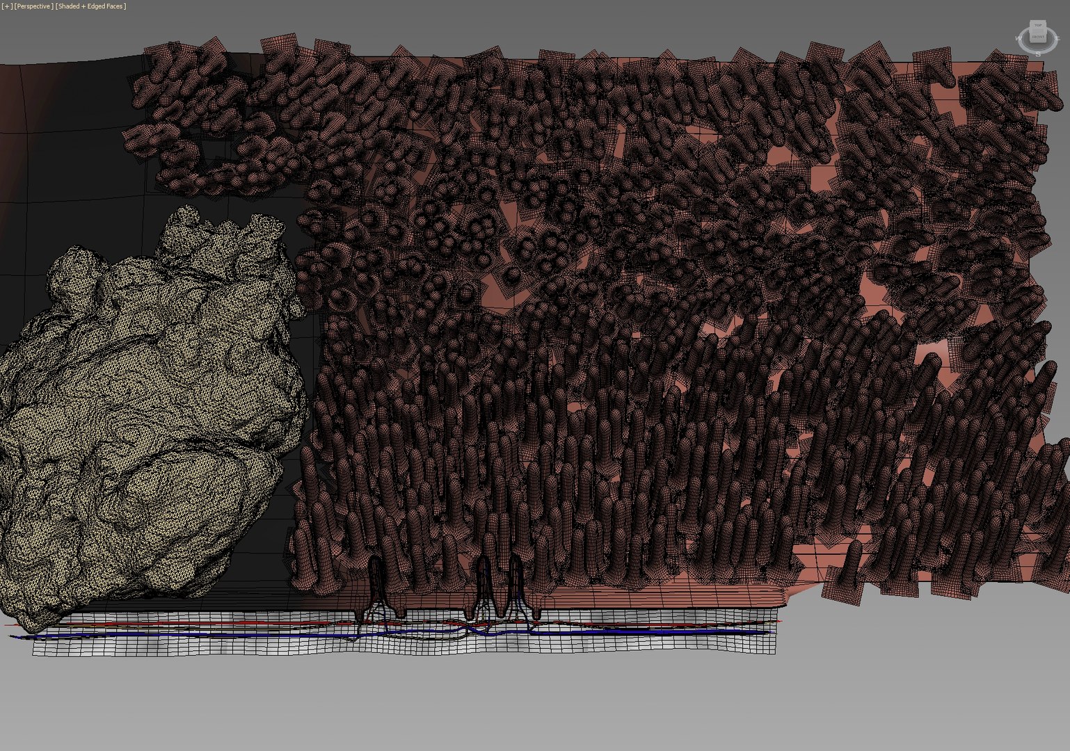 Epithelium 3d Model