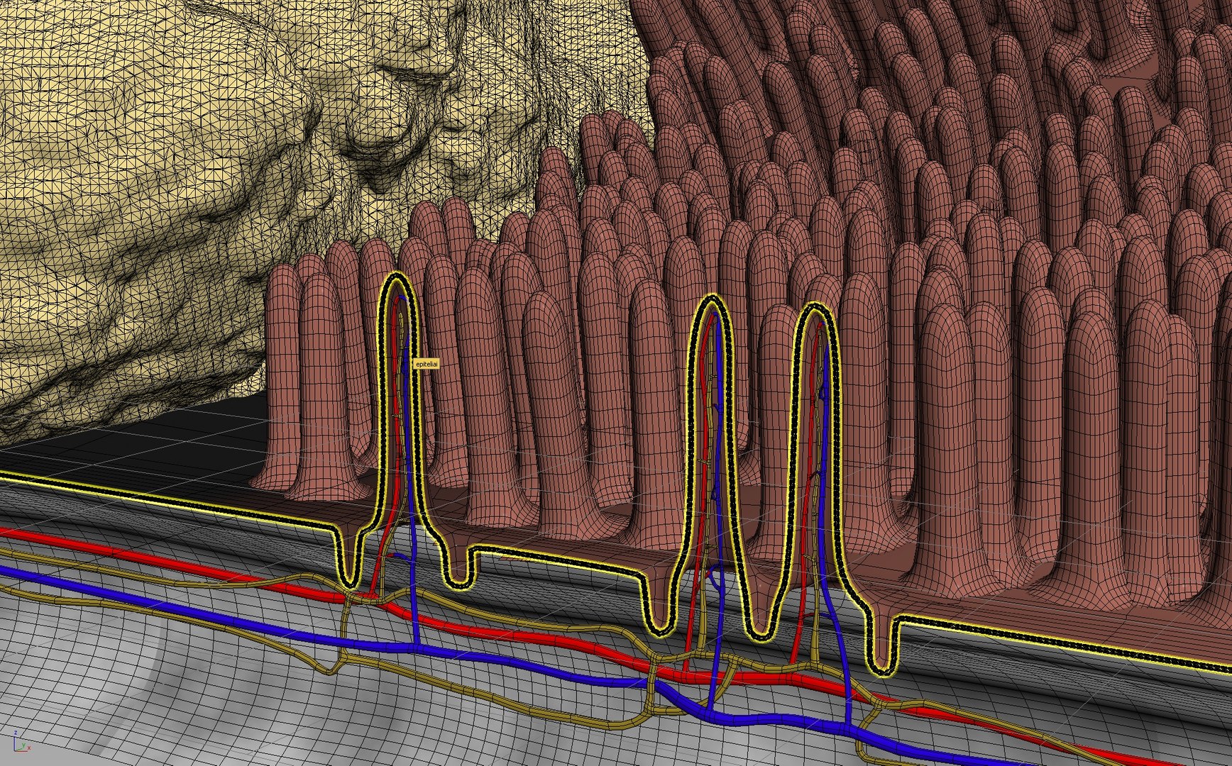 Epithelium 3d Model