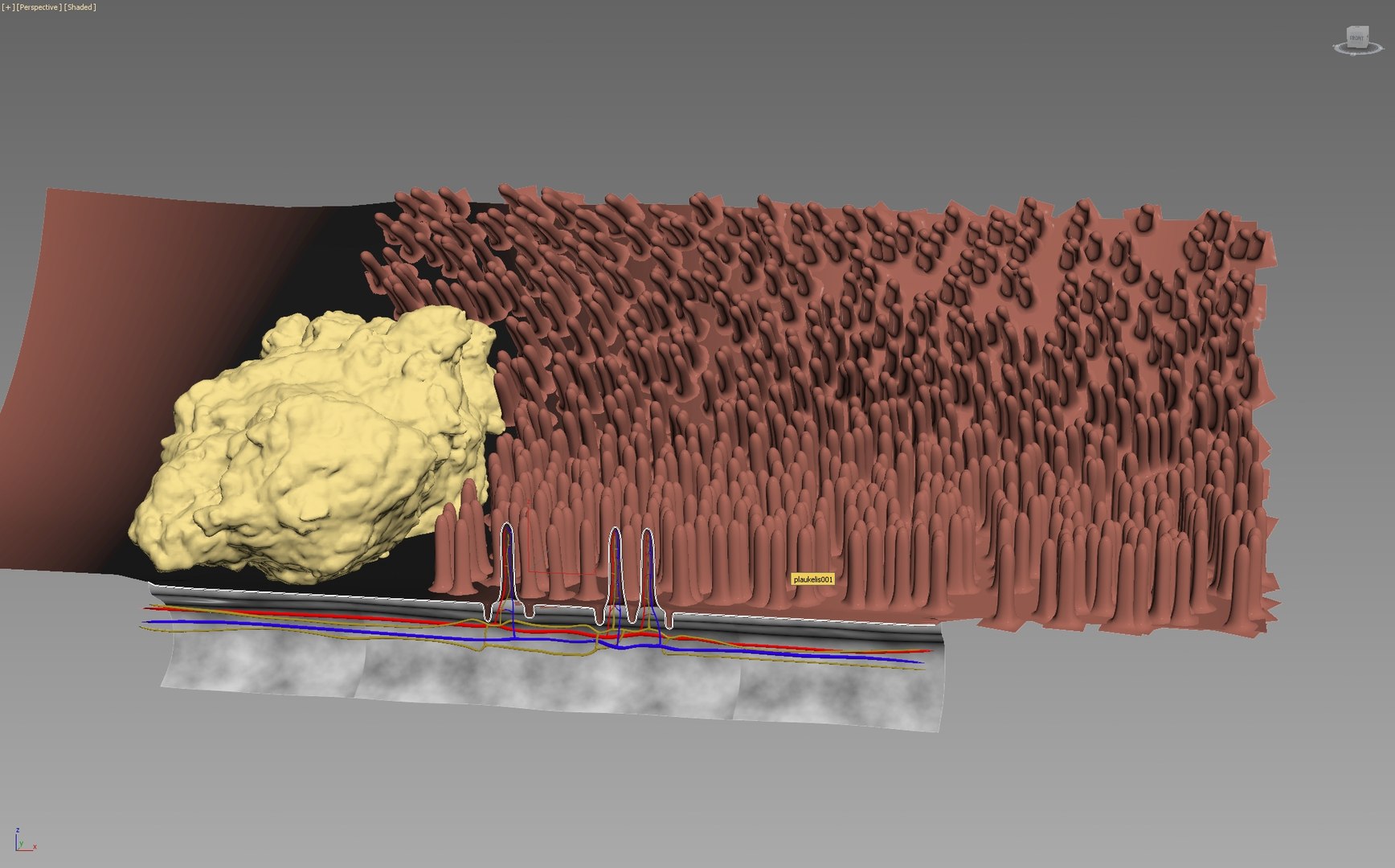 Epithelium 3d Model