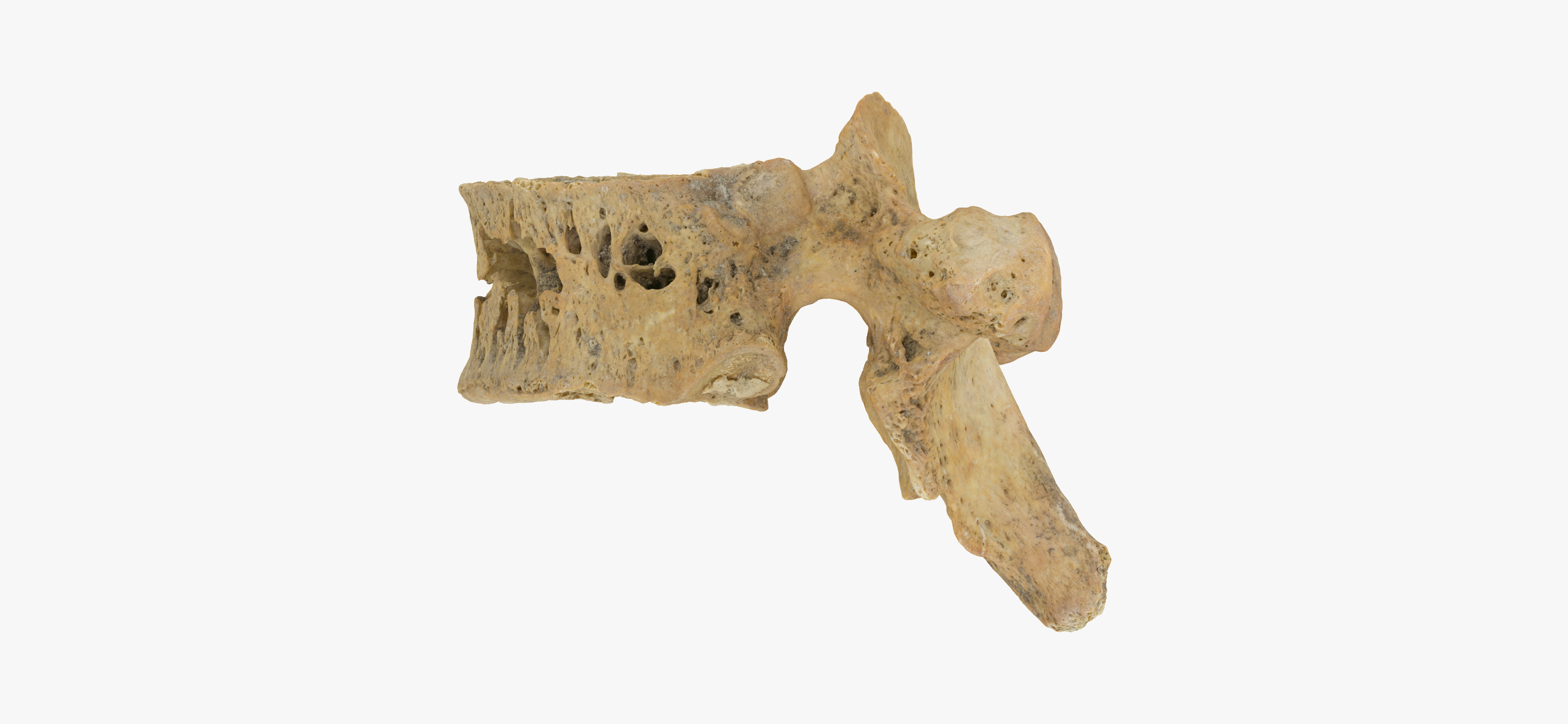 3D thoracic vertebrae th1 th12 model - TurboSquid 1545685