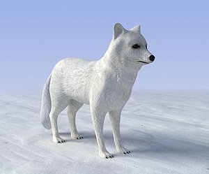 3d arctic fox