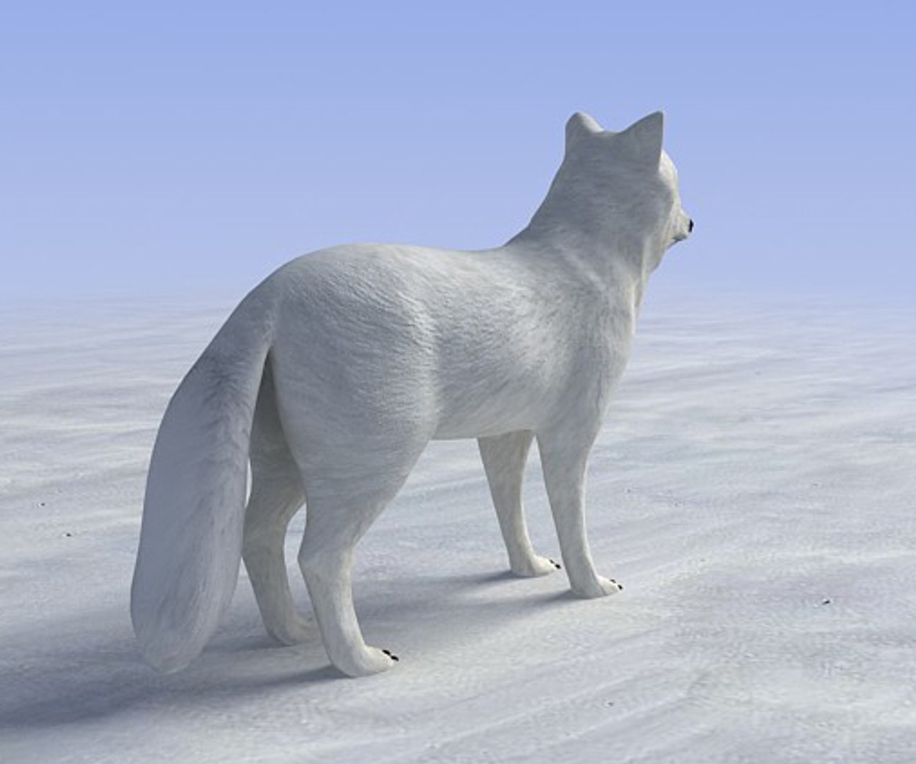 3d Arctic Fox