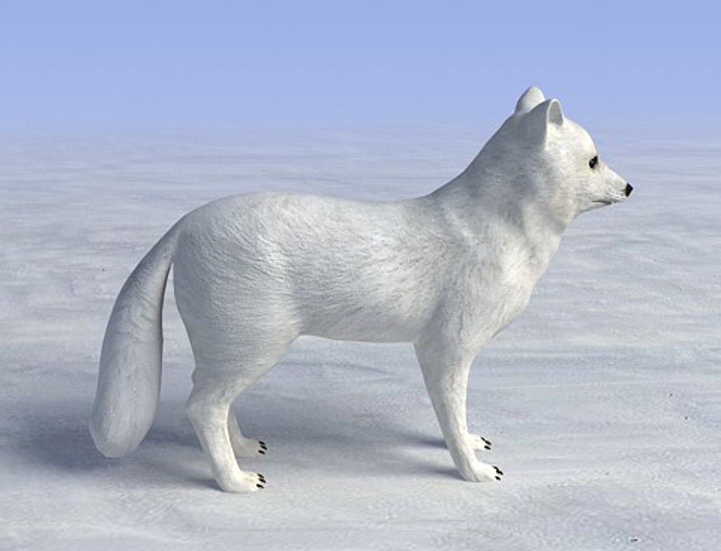 3d Arctic Fox