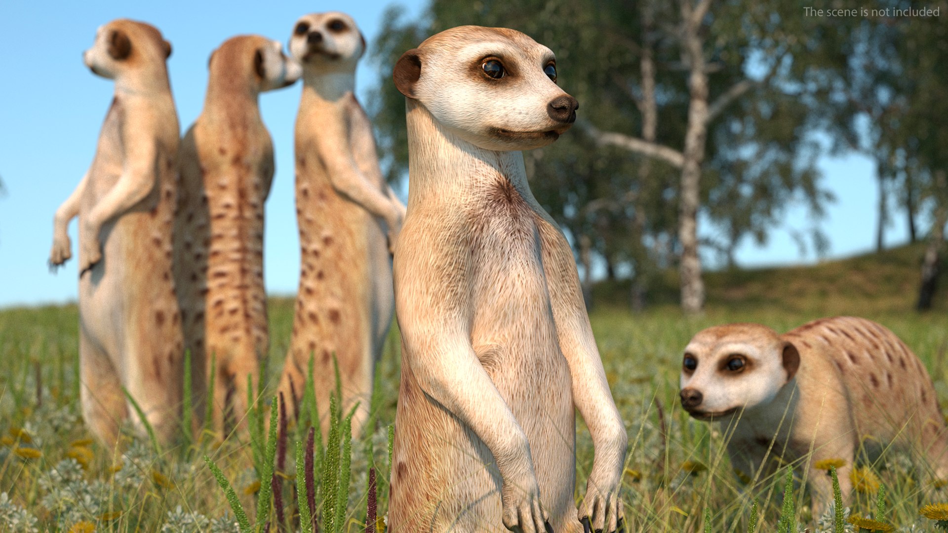 3D Meerkat Rigged for Modo - TurboSquid 1943693
