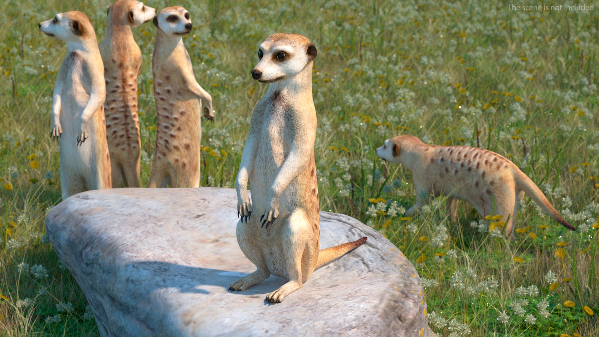 3D Meerkat Rigged for Modo - TurboSquid 1943693