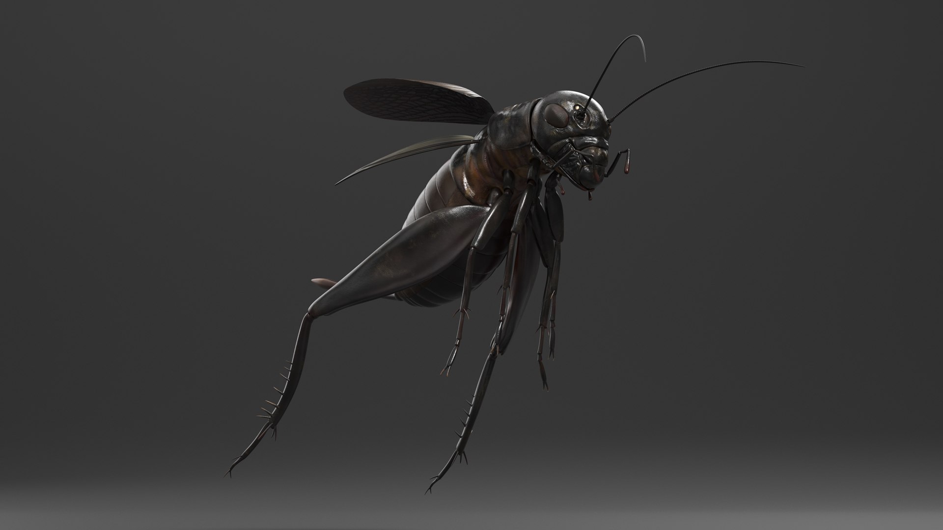 3D Field Cricket Rigged - TurboSquid 2264143