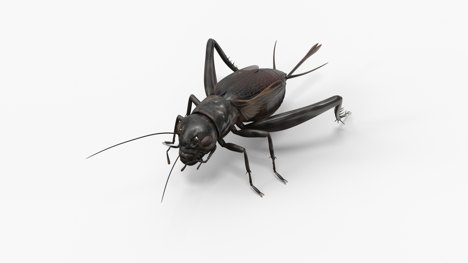 3D Field Cricket Rigged - TurboSquid 2264143