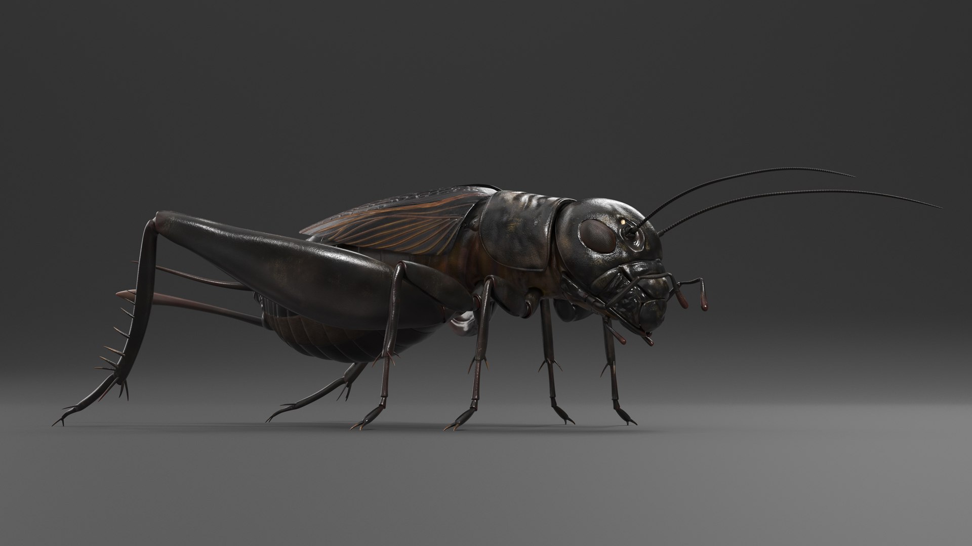 3D Field Cricket Rigged - TurboSquid 2264143