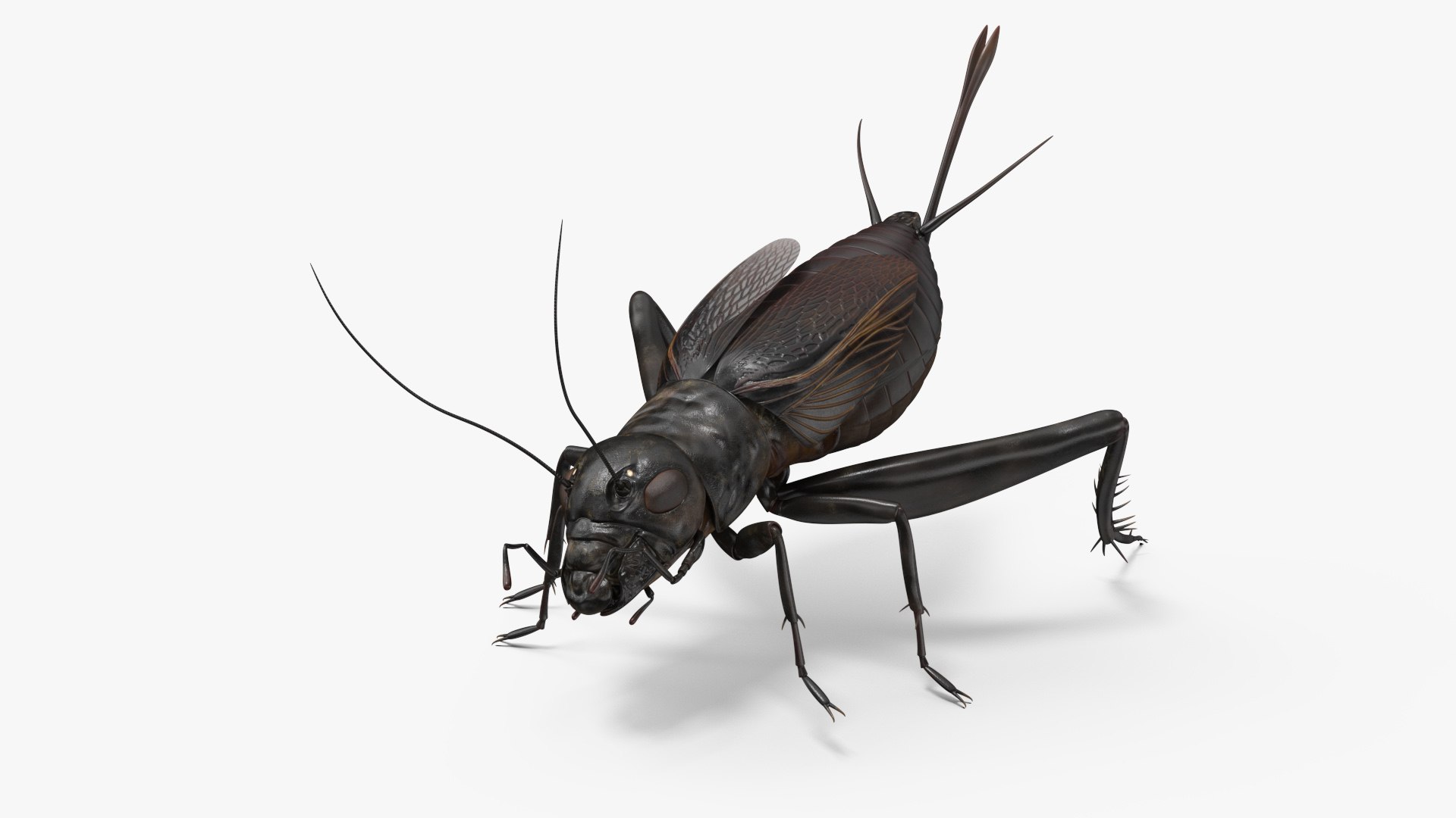 3D Field Cricket Rigged - TurboSquid 2264143