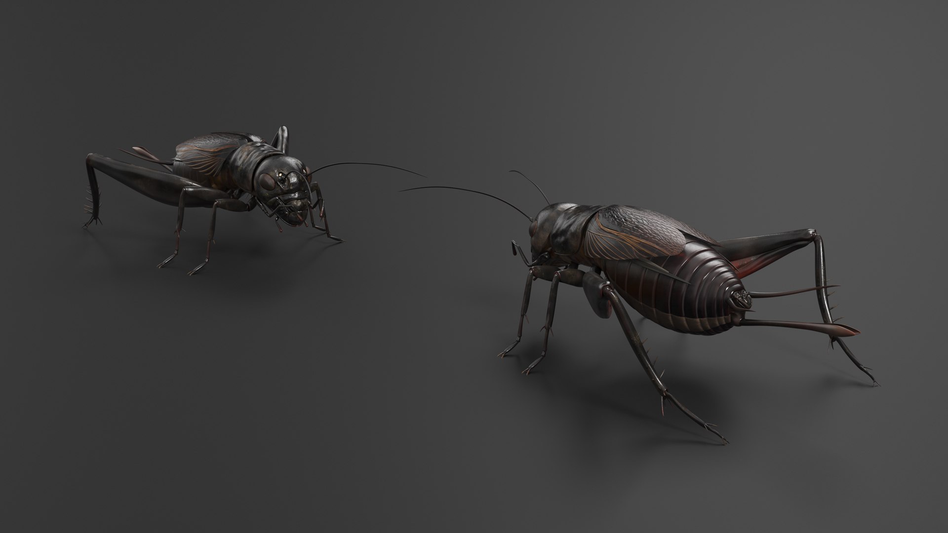 3D Field Cricket Rigged - TurboSquid 2264143