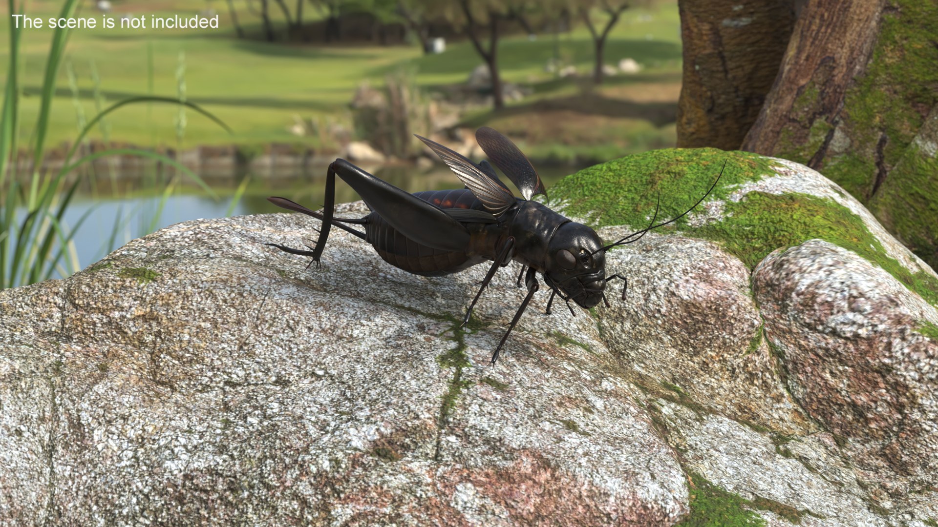 3D Field Cricket Rigged - TurboSquid 2264143