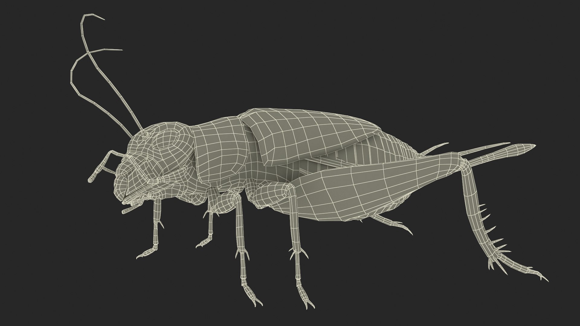 3D Field Cricket Rigged - TurboSquid 2264143