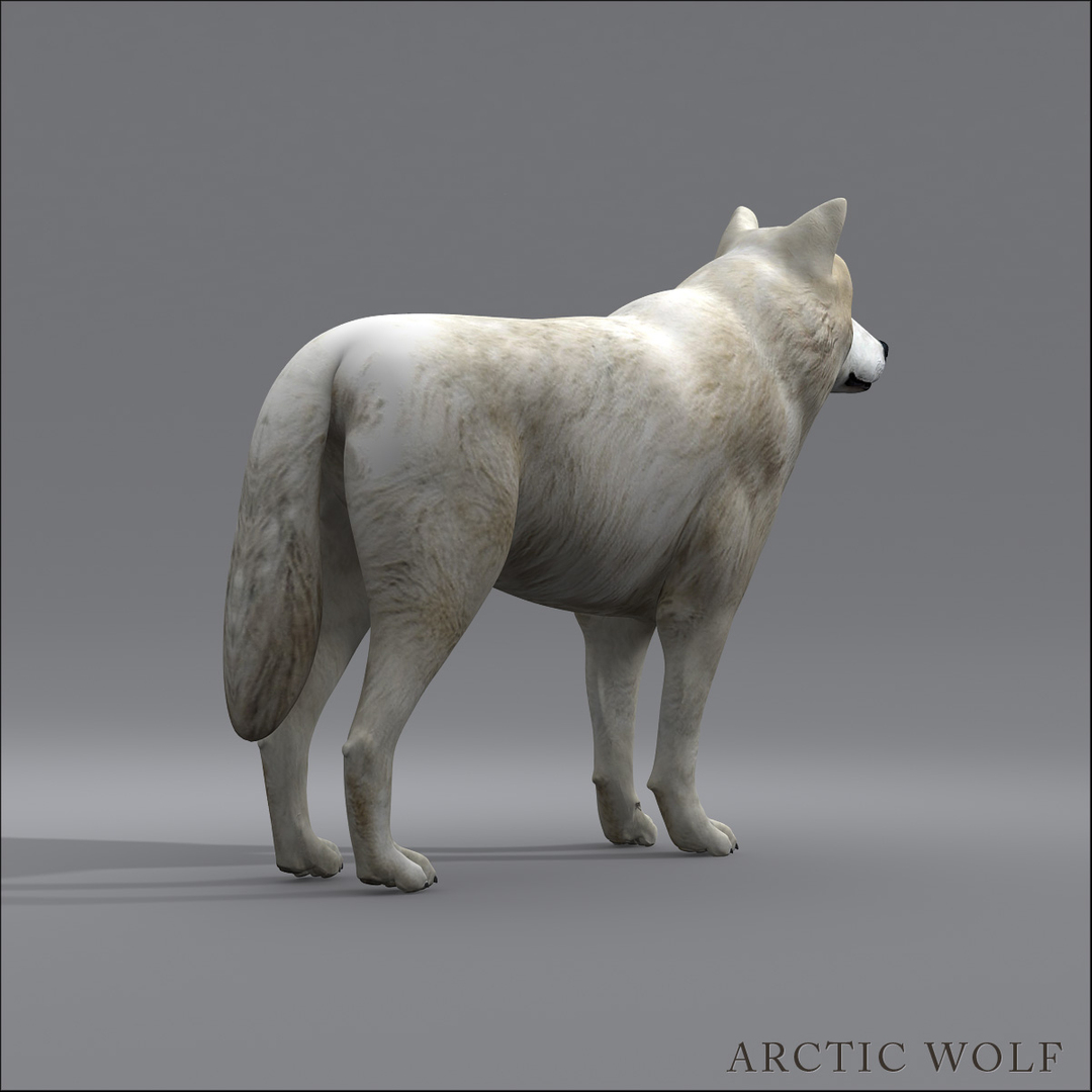 wolves wolf 3d model
