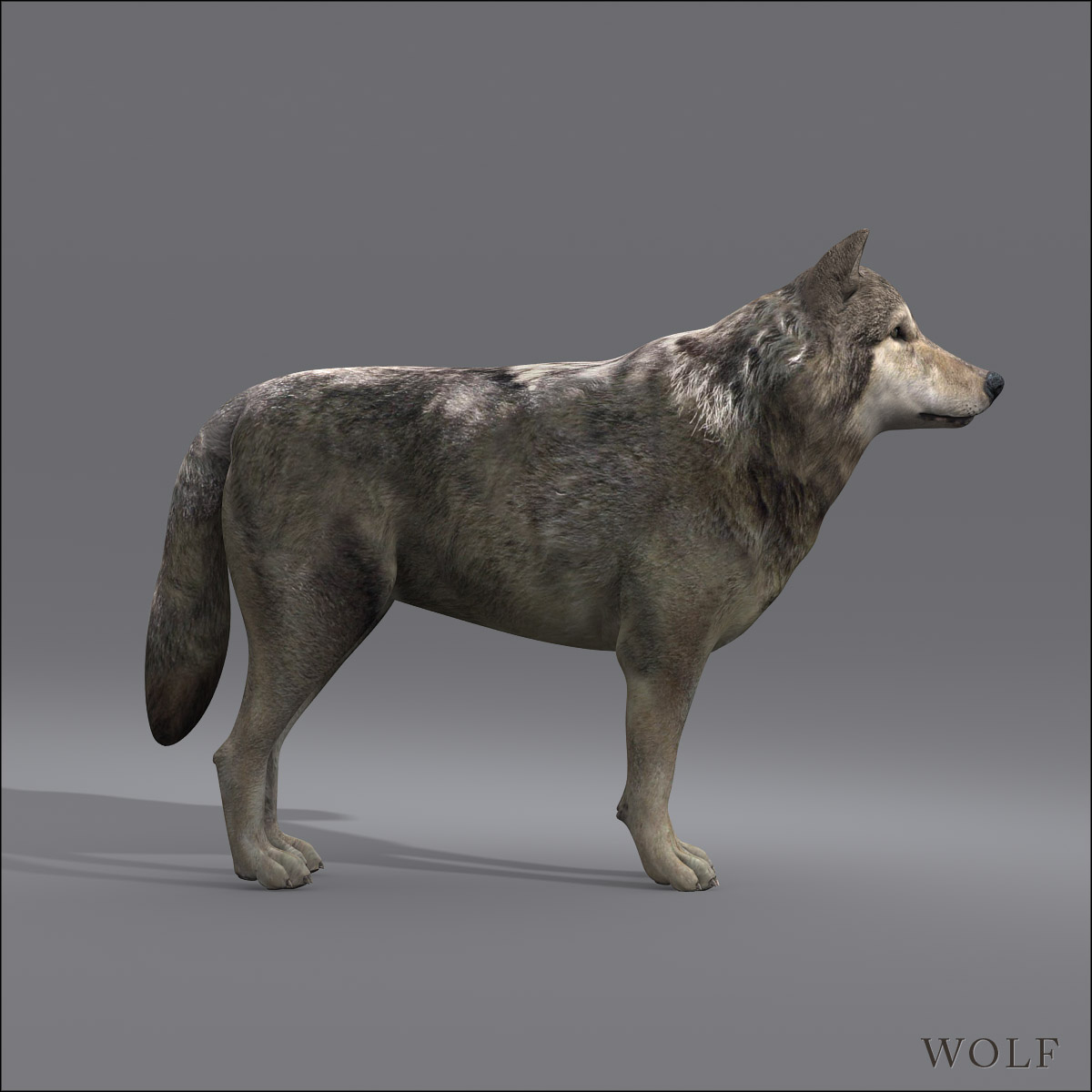 wolves wolf 3d model